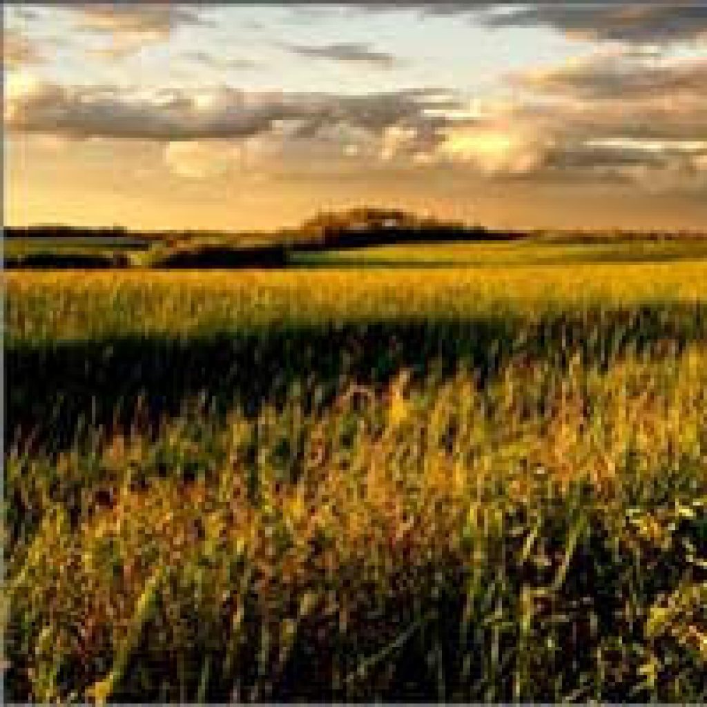 The Canadian Wheat Board
