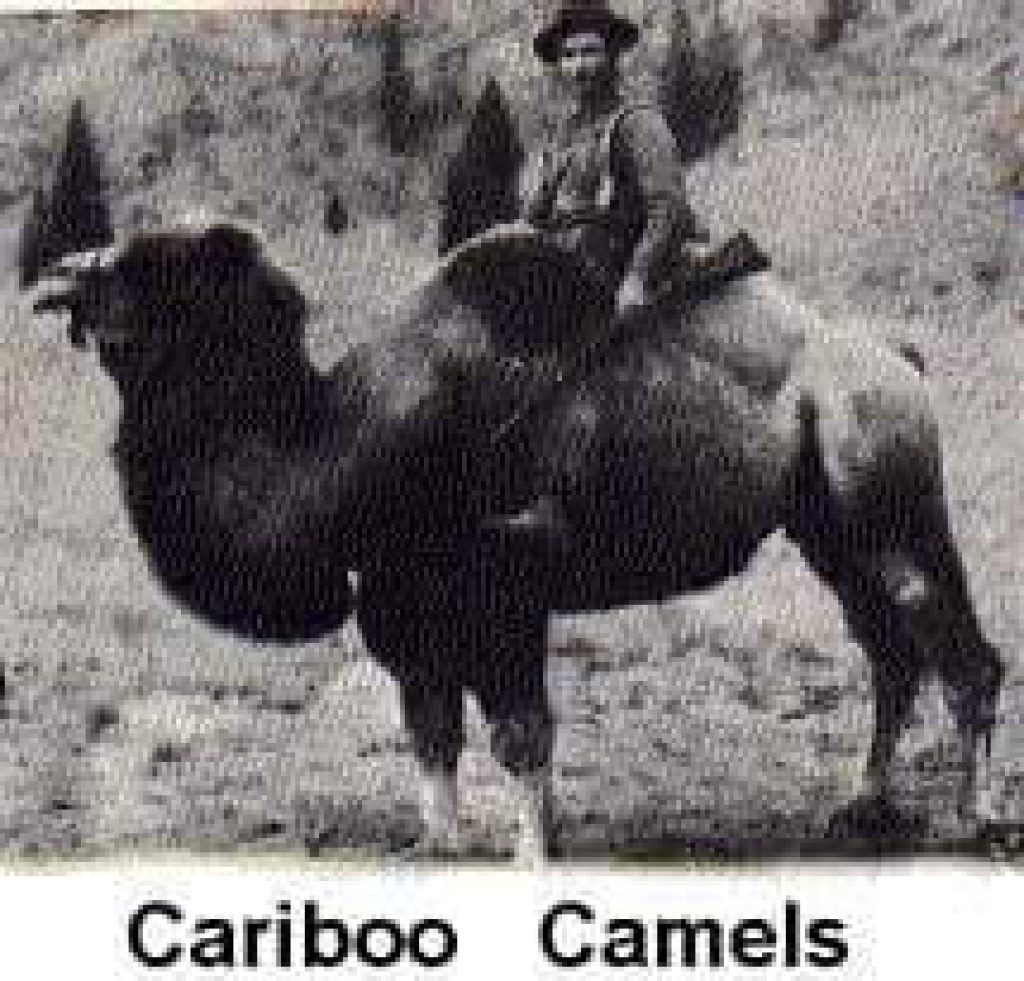 Cariboo Gold Rush – Camels?