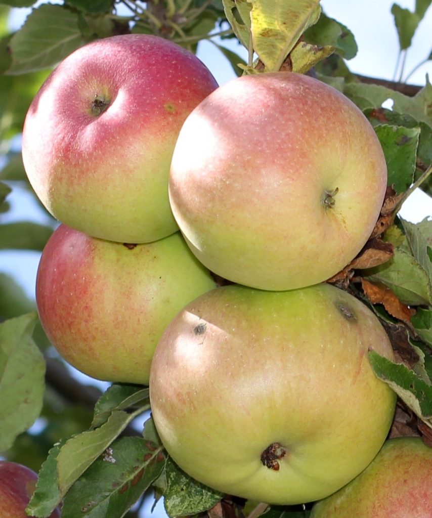 Where does the McIntosh Apple Come From?
