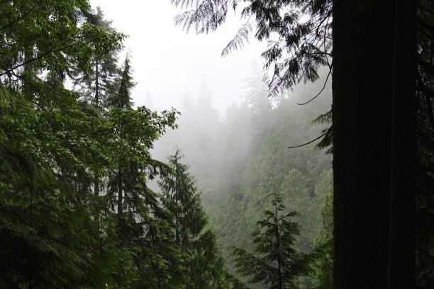 Sasquatch – The History of Canada’s Bigfoot