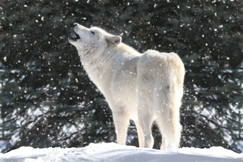 Waheela- the Great White Wolf of Northern Canada