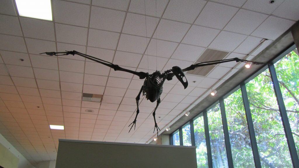 Thunderbird- A Canadian Legend