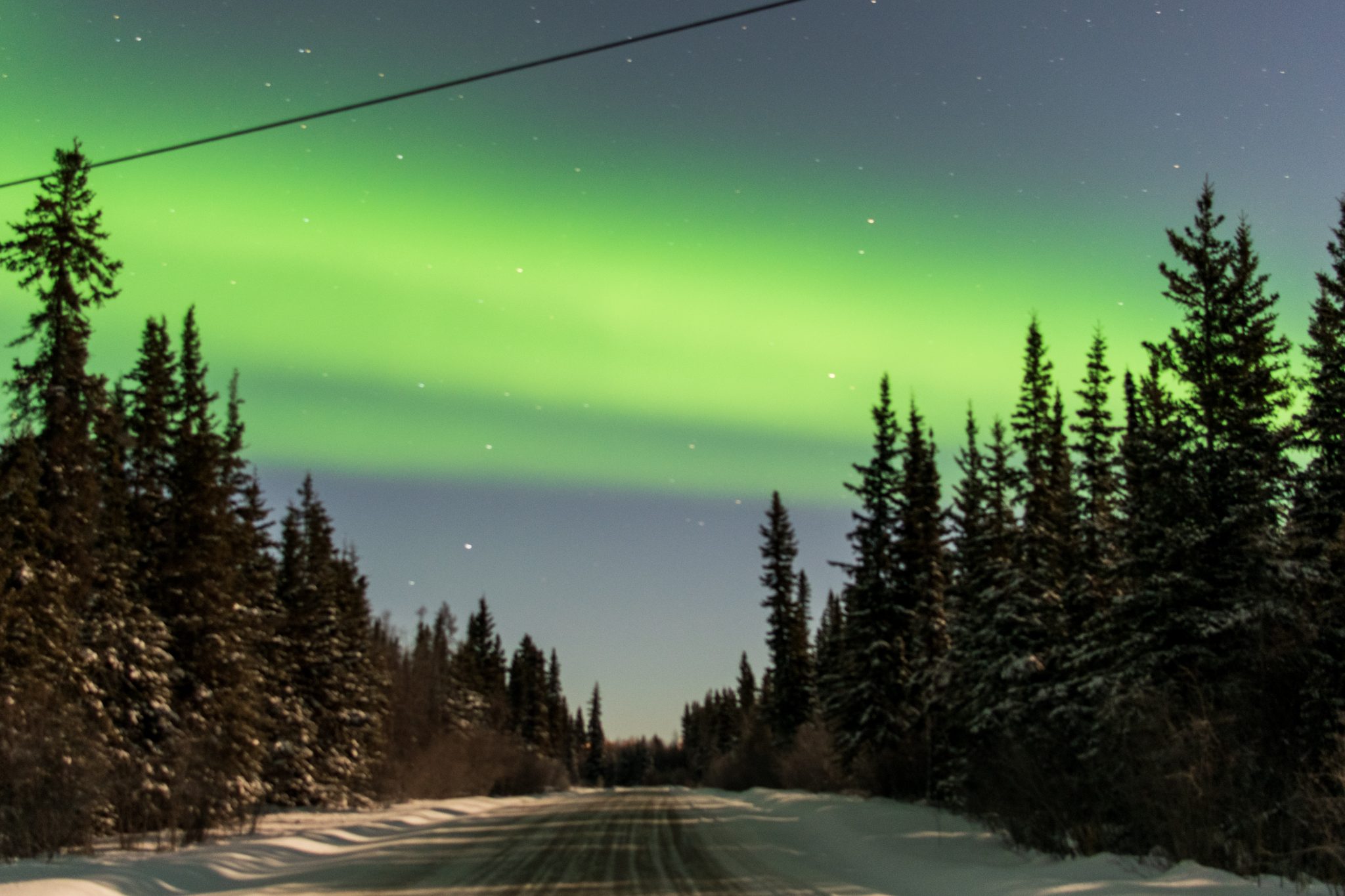 Giant White Wolf Spotted in Northern Saskatchewan