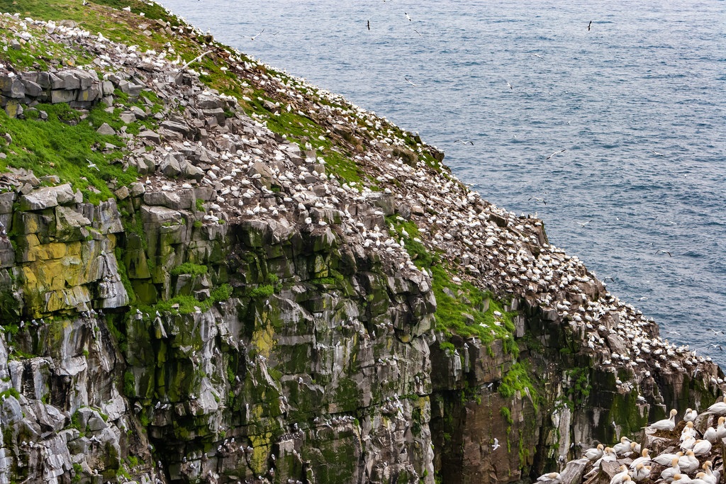 Viking Voyages to Canada