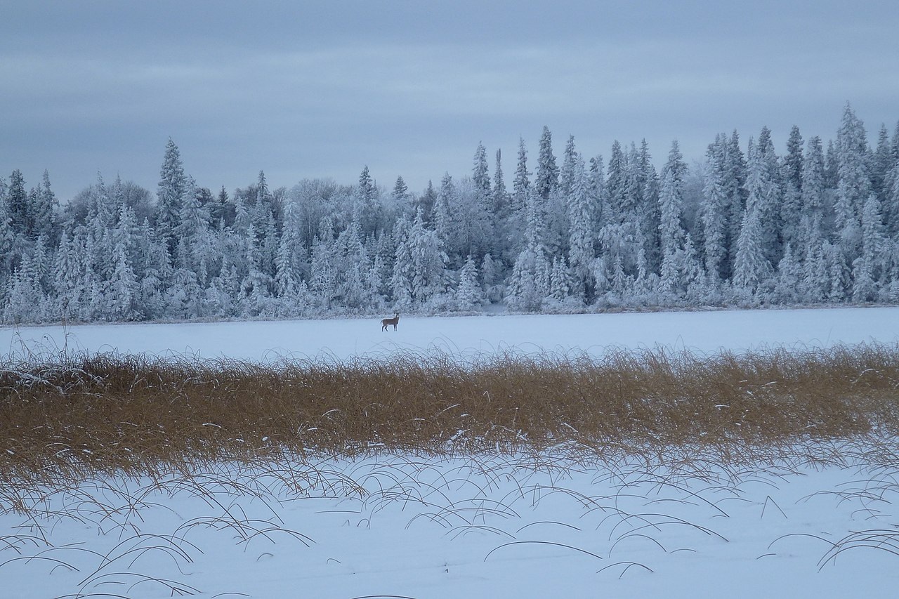 Giant White Wolf Spotted in Northern Saskatchewan