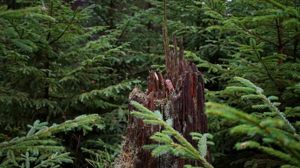 Nakani: The Wildman of the North